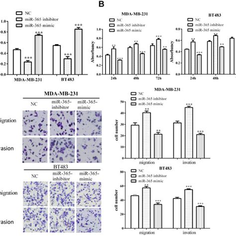 Mir 365 Inhibits The Proliferation Migration And Invasion Of Tnbc