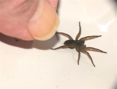 Wolf Spider Size Comparison