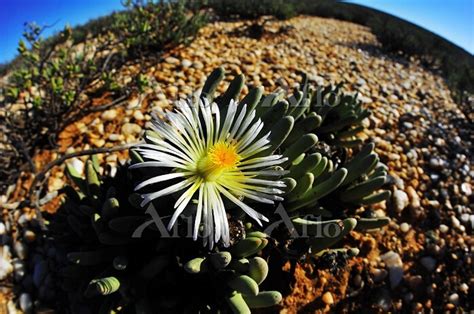 南アフリカ クワガスコップの多肉植物 [20396921]の写真素材 アフロ