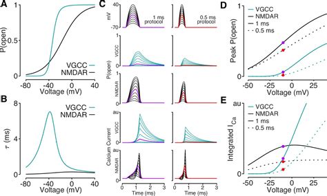 Dendritic Branch Structure Compartmentalizes Voltage Dependent Calcium