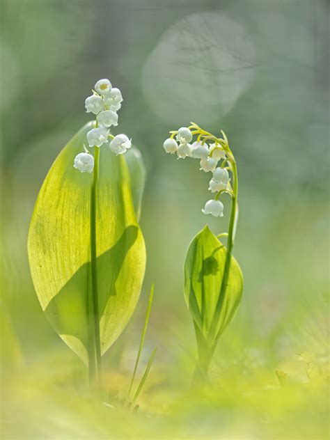 an maiglöckchen forum für naturfotografen