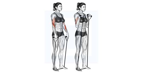 Band Reverse Curl Guide Benefits And Form