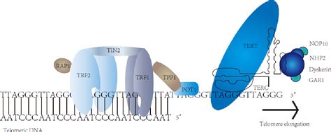 Figure 1 From The Role Of Telomerase Reverse Transcriptase Tert In