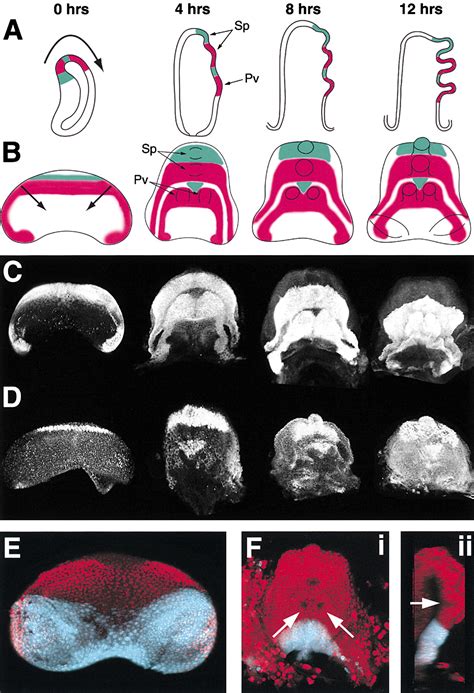 The Sex Determination Gene Doublesex Regulates The A P Organizer To