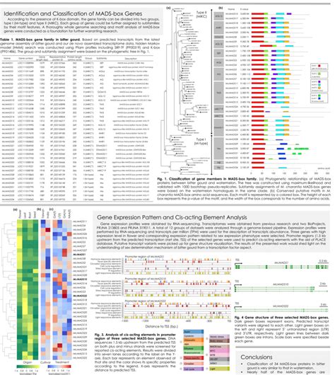 hierarchical clustering of mads box gene expression