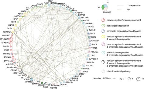 Functional Network In Ad As And Pdd Nos Based On Ppi From Dapple And