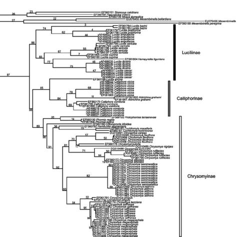 Some Of The Phylogenetic Trees Reconstructed Using Its2 A Neighbour