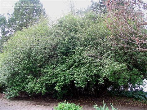 plantfiles pictures burkwood viburnum chenaultii viburnum x