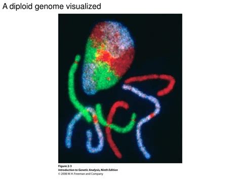Ppt Chapter 2 Single Gene Inheritance Powerpoint Presentation Free