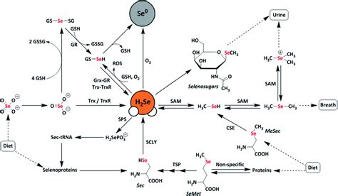 Schematic Representation Of Metabolic Pathways Of Dietary Selenium