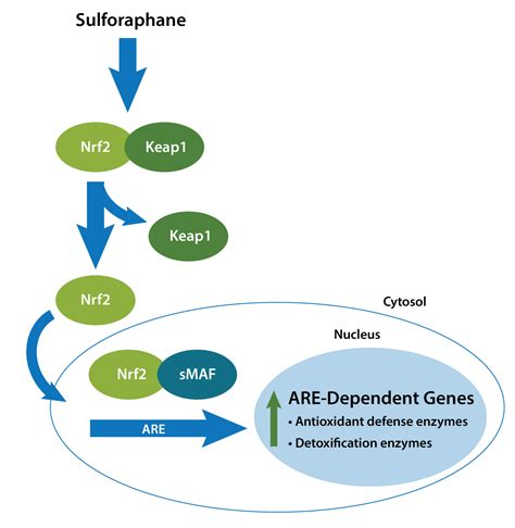 Nrf 2 And Sulforaphane—what You Need To Know