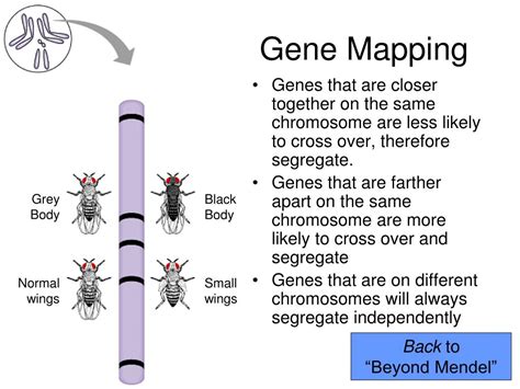 Ppt Beyond Mendel… Powerpoint Presentation Free Download Id 1251583
