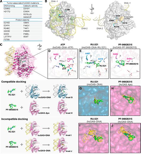 Figure 5 From Structure Of The Human Cgas Dna Complex Reveals Enhanced