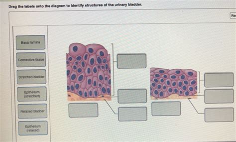 Solved Drag The Labels Onto The Diagram To Identify