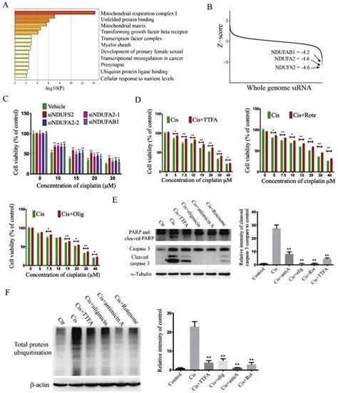 Genome Wide Rnai Screening Identifies Mitochondria As A Target Which