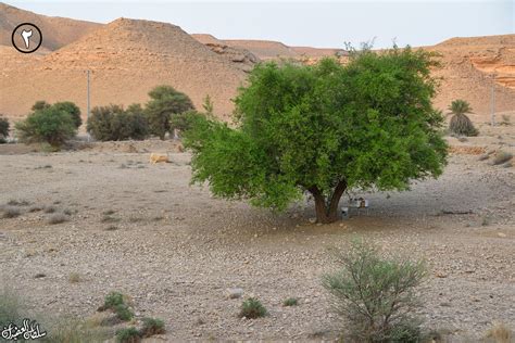 بذور السدر البلدي العبري النبق 40 بذرة Ziziphus Spina Christi