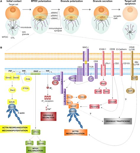 Frontiers Signals Controlling Lytic Granule Polarization At The