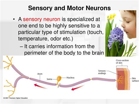 Ppt Chapter 2 Nerve Cells And Nerve Impulses Powerpoint Presentation