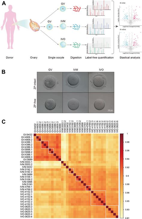 Single Cell Quantitative Proteomic Profiling Of Human Oocytes