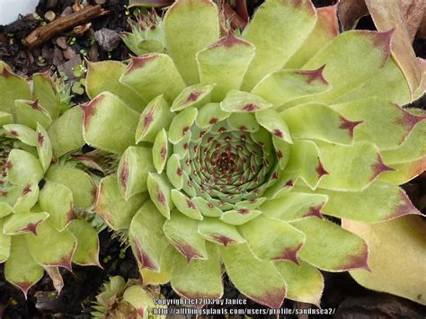 Hen And Chicks Sempervivum Calcareum Nigrum In The Sempervivum