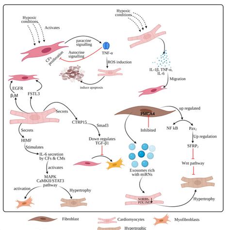 Cardiac Fibroblasts And Cardiomyocytes Interaction With And Endothelial