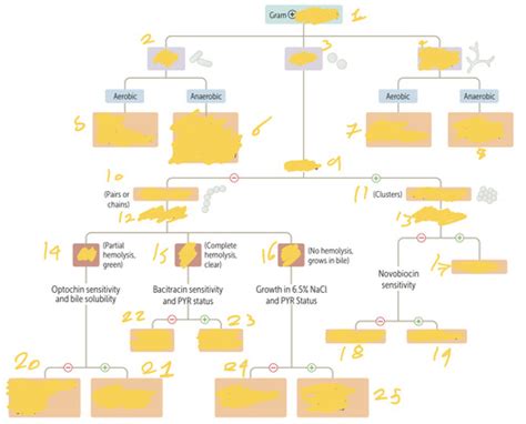 Gram Positive Lab Algorithm First Aid Diagram Flashcards Quizlet