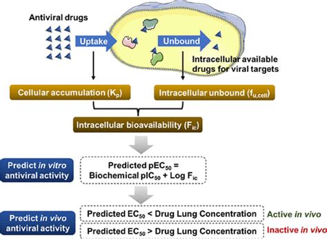 Predicting In Vitro And In Vivo Anti Sars Cov 2 Activities Of