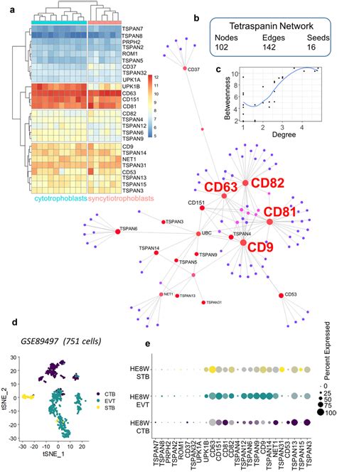 protein protein interaction network and tetraspanin regulation in human