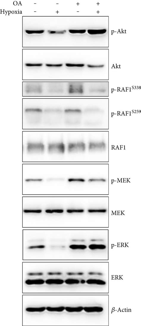 Relative Expression Of Pp2a A In Hypoxia In Wild Type And Hif 1α − −