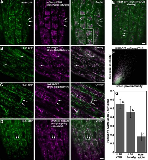 Hlb1 Gfp Colocalizes With Trans Golgi Network And Early Recycling