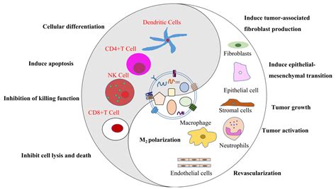 Emerging Advances Of Detection Strategies For Tumor Derived Exosomes