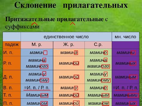 Что такое притяжательное прилагательное в русском языке