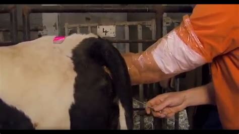 Artificial Insemination Technique In Cattle 2 التلقيح الصناعي فى