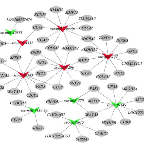Figure The Mirna Mrna Network Nodes Represent Mirna Or Target Gene