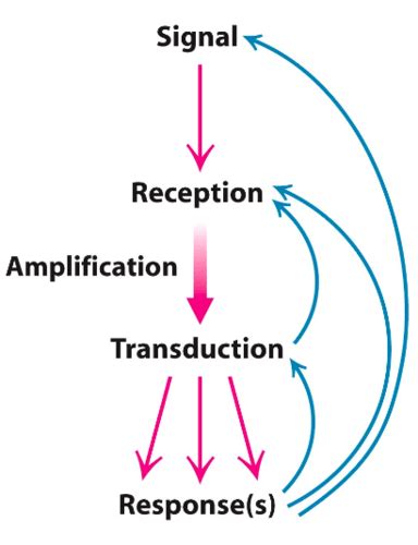 Signal Transduction Pathways Worksheet Tcr Connects To Foxp3 Via