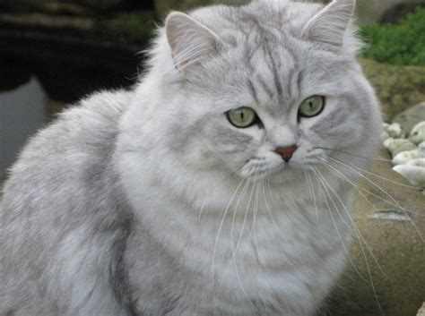A Guide To Persian British Shorthair Mixes Persian Cat Corner Atelier