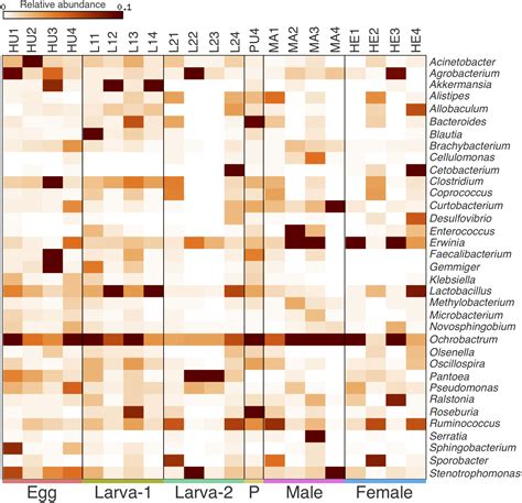 Frontiers Structure And Dynamics Of The Gut Bacterial Community