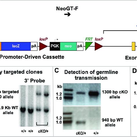 Generation Of Rasa3 Conditional Knockout Cko Mice A Rasa3