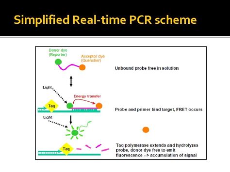The Role Of Molecular Diagnostics In Infectious Disease