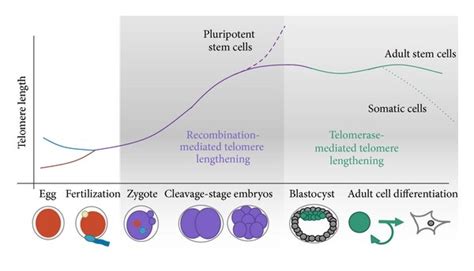 Schematic Of Telomere Length Reprogramming In Mammalian Embryonic