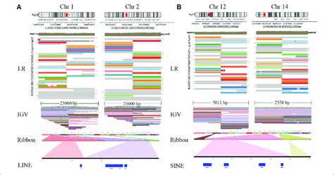 Chromosome Rearrangement Annotation And Visualized Analysis Of