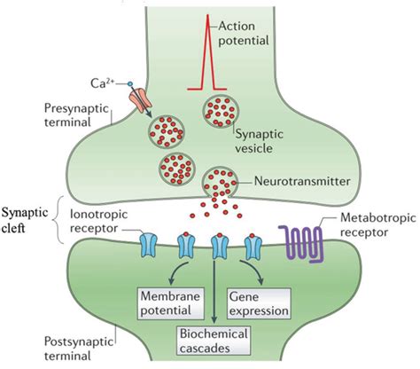 Schematic Illustration Of A Biological Chemical Synapse Which Consists