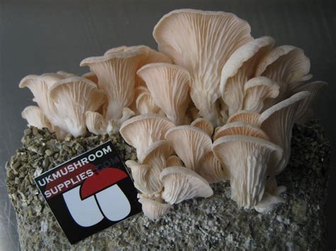 10ml Pink Oyster Mushroom Pleurotus Djamor Liquid Culture Syringe