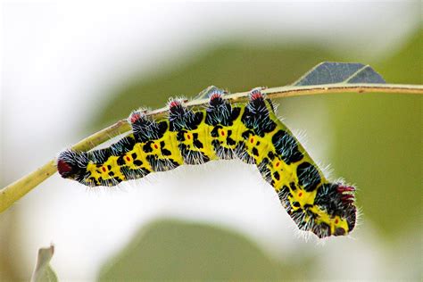 polymorphism and inheritance in java javaworld