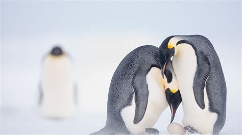 Los Pingüinos Emperador De La Antártida Están Al Borde De La Extinción