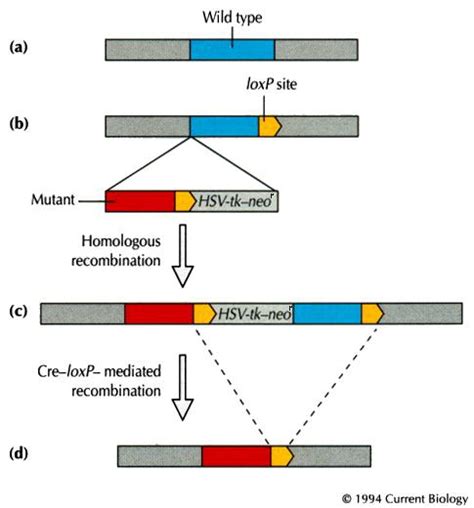 Cre Loxp Mediated Gene Replacement A Mouse Strain Producing Humanized