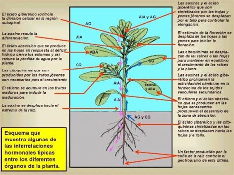 Qué Son Las Hormonas Vegetales Y Cómo Se Clasifican [con Esquemas ]