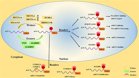 Frontiers Rna M6a Modification Orchestrates The Rhythm Of Immune Cell