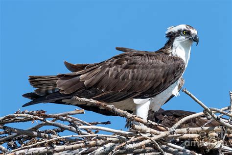 Osprey Ruffled Feathers Photograph By Michael Dawson Fine Art America