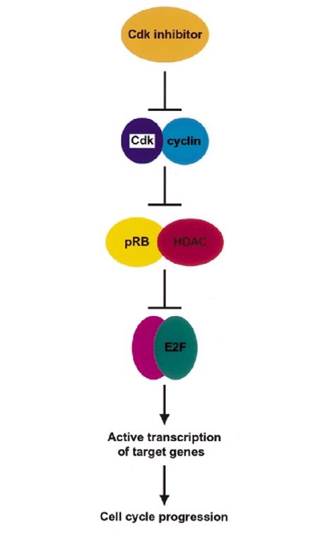 The Rb E2f Pathway A Series Of Regulatory Interactions Involved In